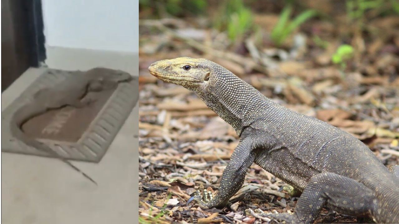 Monitor lizards climbs-2nd-floor building in Lucknow; Causing alarm ...