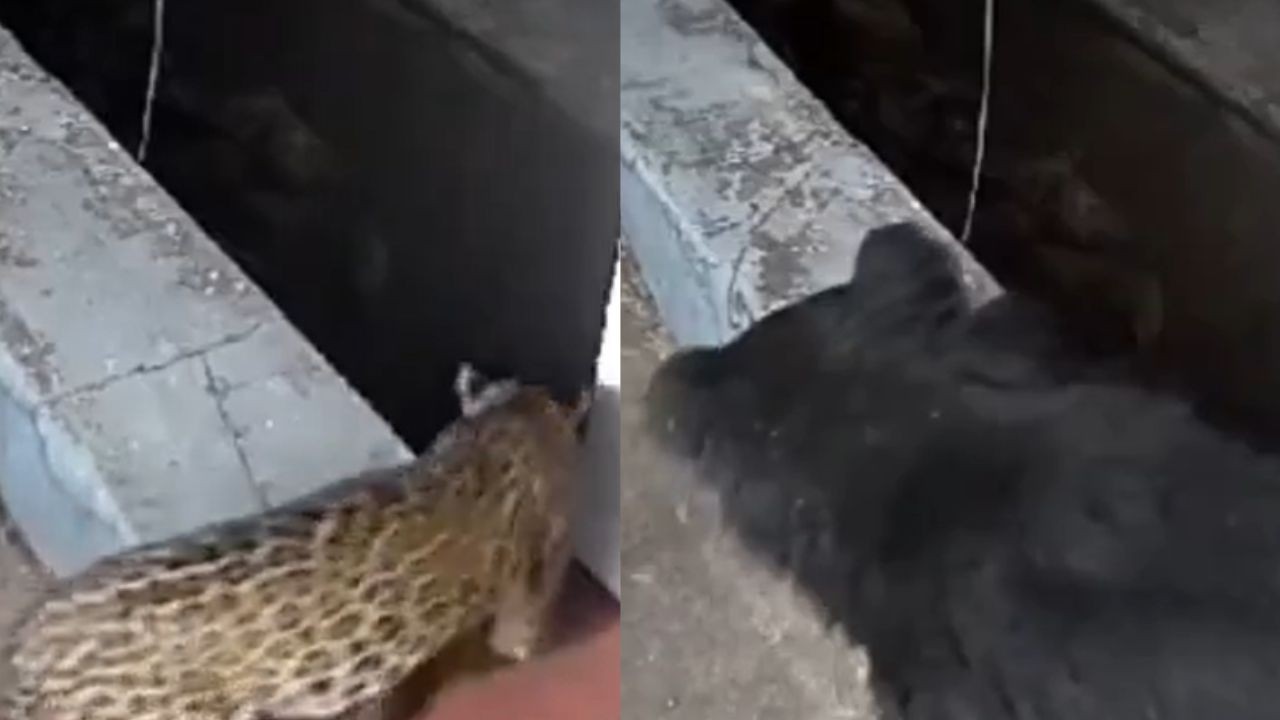 Wildlife Wandering: Leopard, Bear roaming in Ooty residential area ...