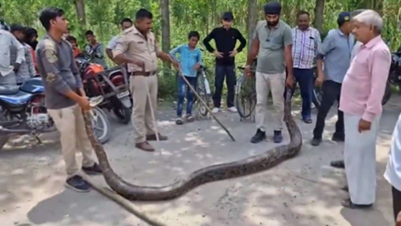 Massive 13-foot python saved from Haridwar village; Safely released in ...