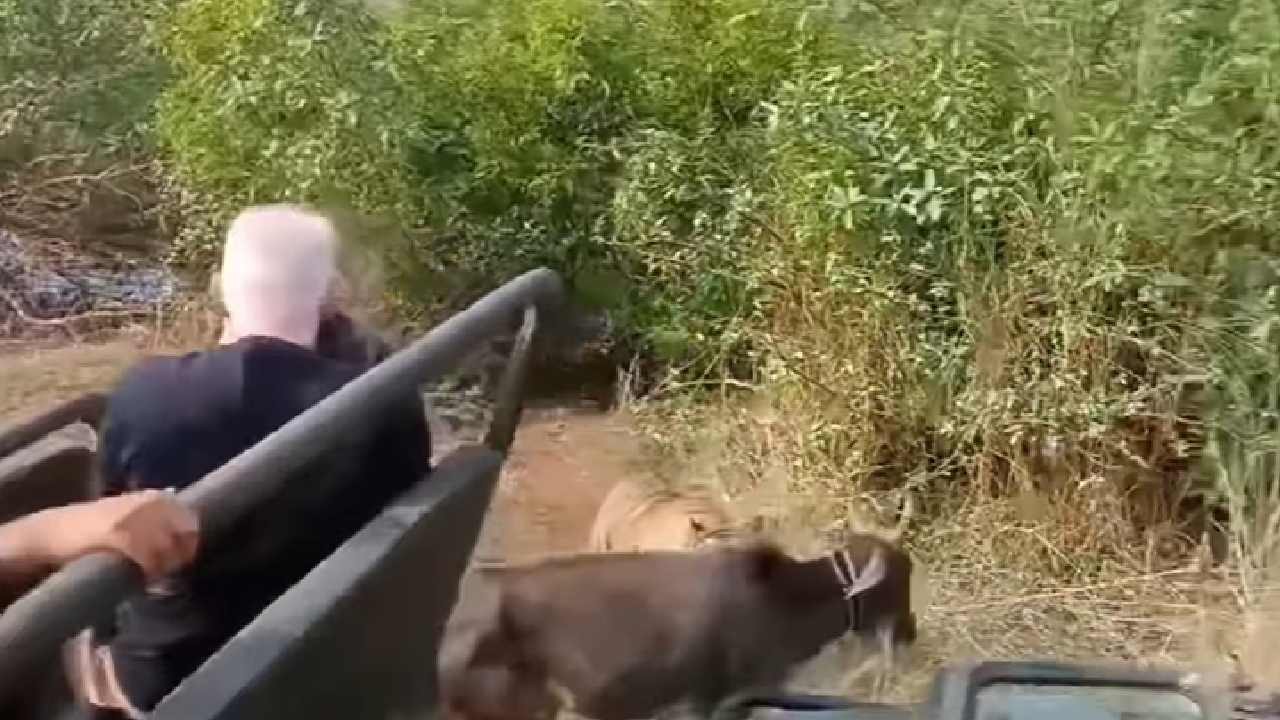 Watch video: Tiger attacks cow during wildlife safari in Ranthambore ...
