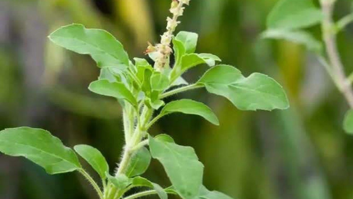 ਸ਼ੁਭ-ਅਸ਼ੁਭ ਘਟਨਾਵਾਂ ਦਾ ਸੰਕੇਤ ਦਿੰਦਾ ਘਰ ਵਿੱਚ ਲਗਾਇਆ ਤੁਲਸੀ ਦਾ ਪੌਦਾ