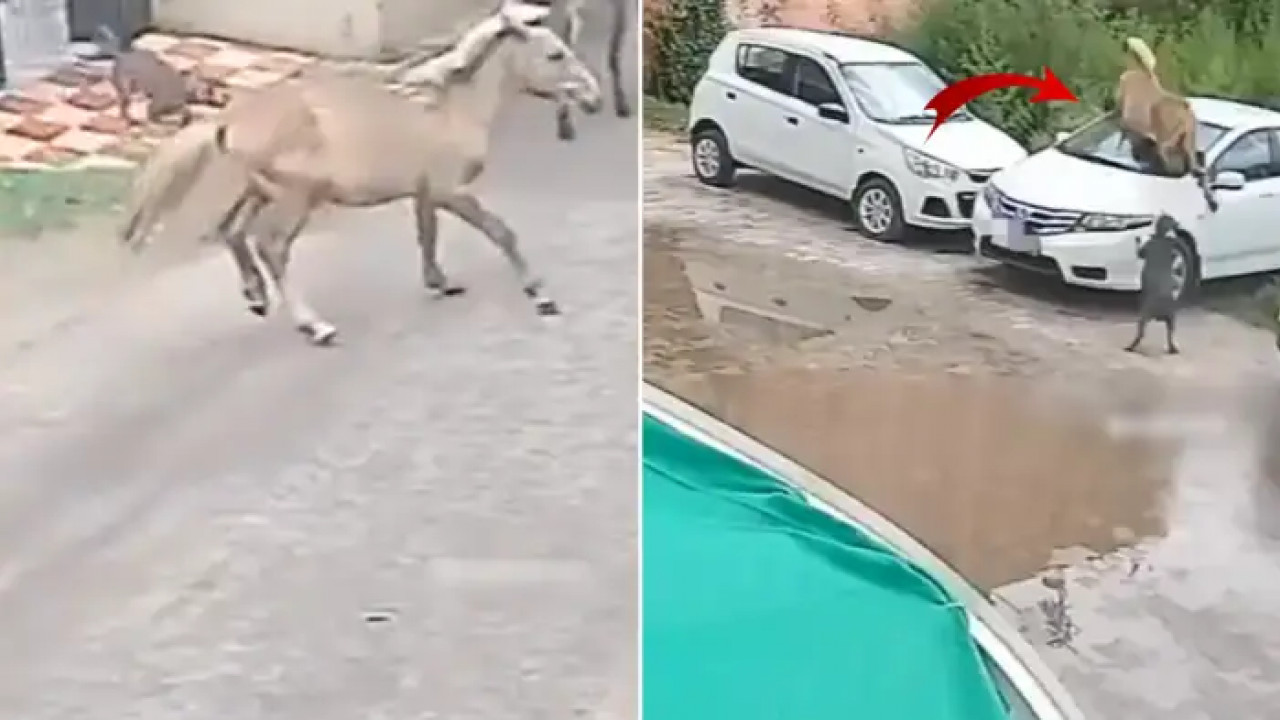 From Chase to Chaos: Dogesh Meets His Match in Ghodesh