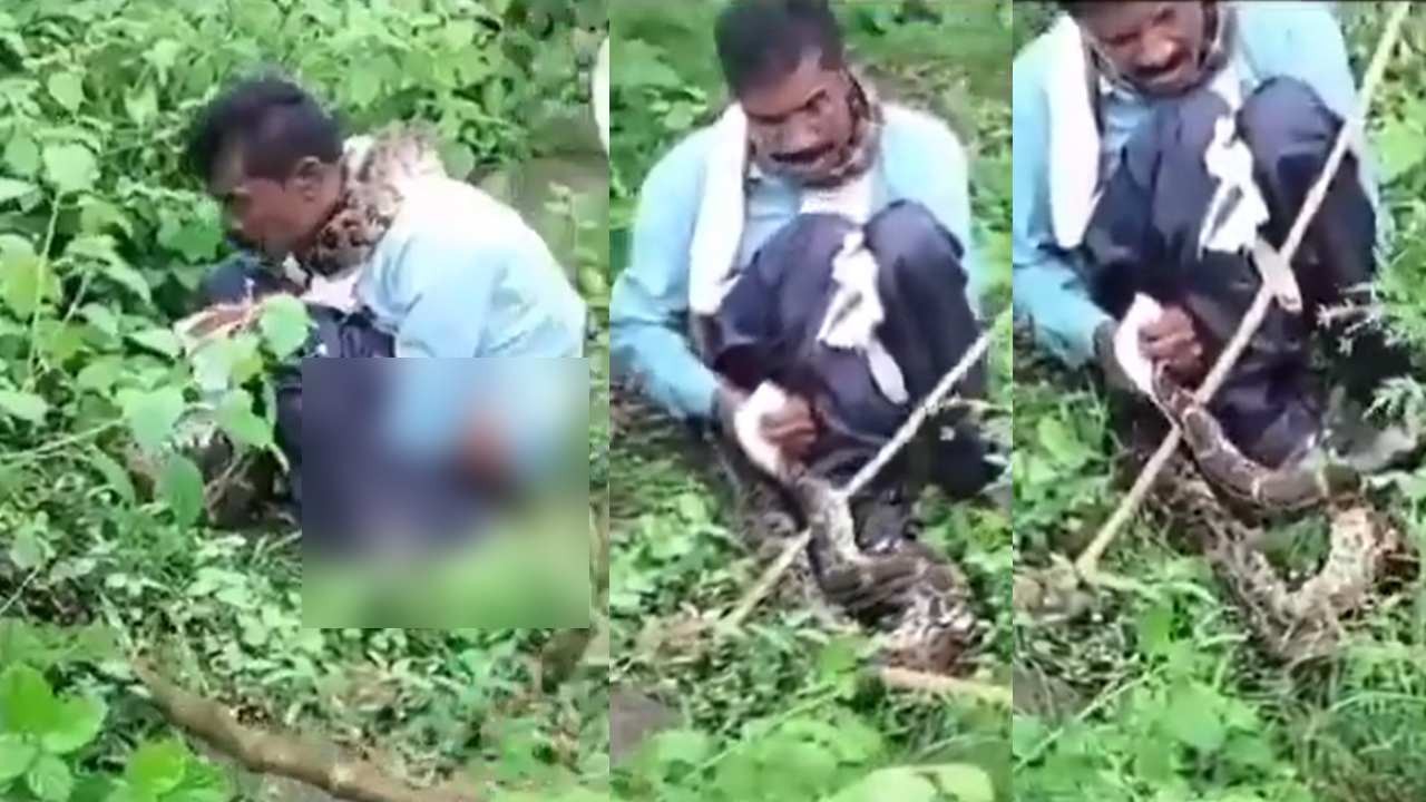 Man goes to defecate, 16-foot-long python attacks | WATCH